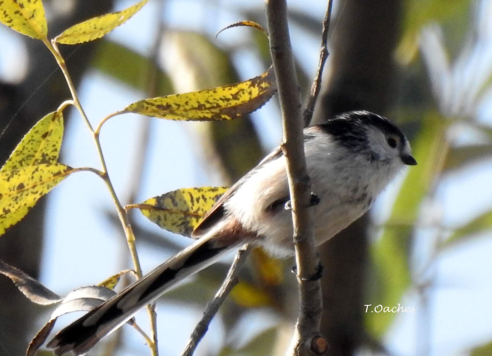 PASARI DIN ROMANIA: PITIGOI CODAT, Aegythalus caudatus