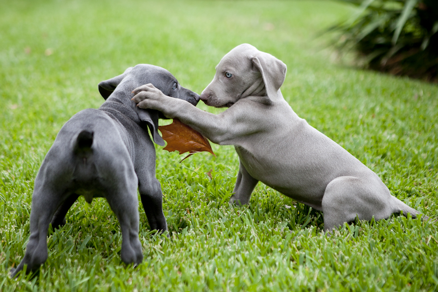 Puppies Breeds: Weimaraner o Braco de Weimar
