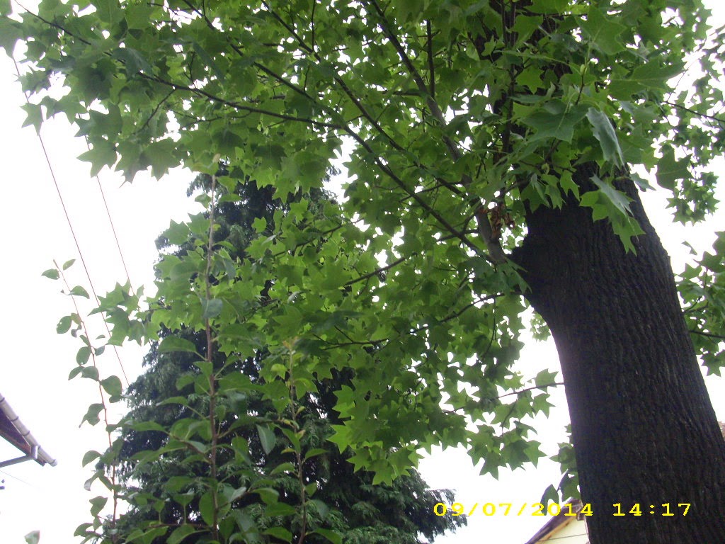 Din natură: Arborele de lalea