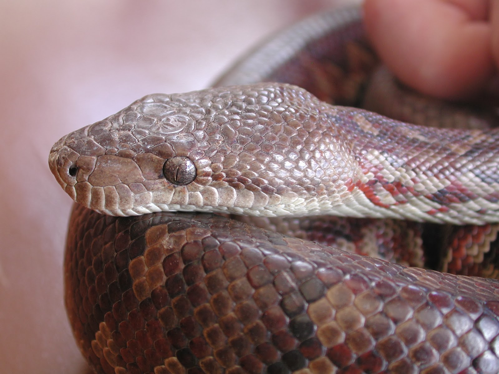 La Fauna : Los Reptiles