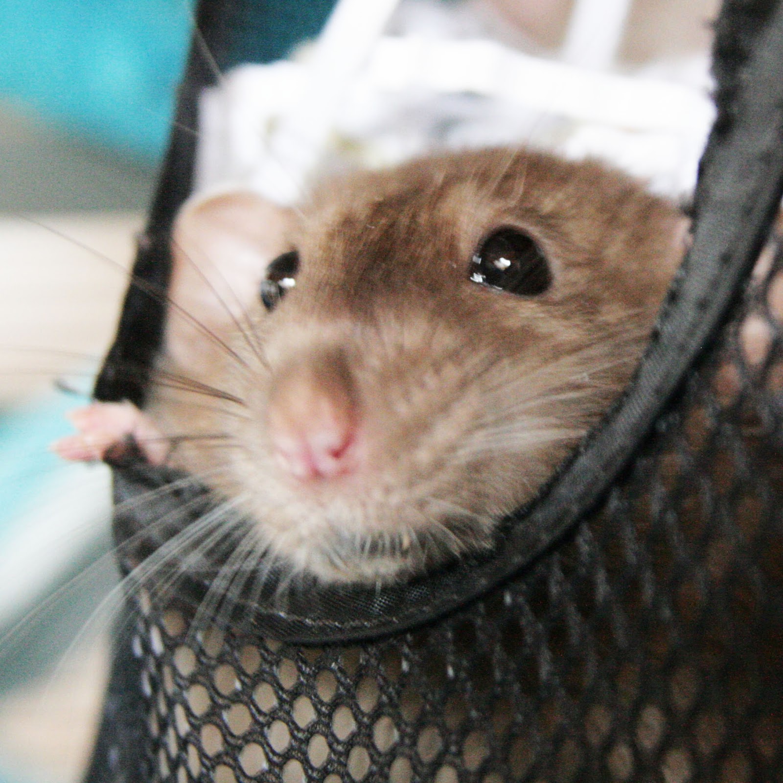 PiggieLuv: Sunday is rattie fun day!
