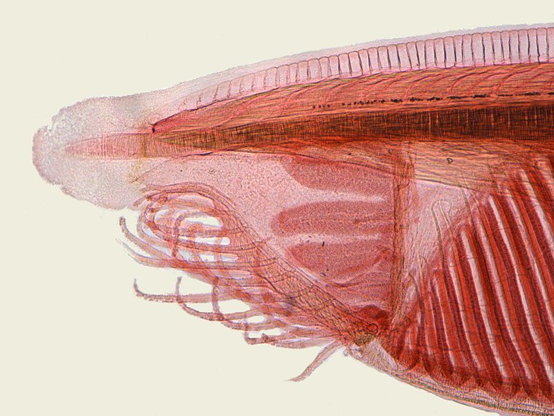 We are Fishes! A Chordate Blog: May 2015