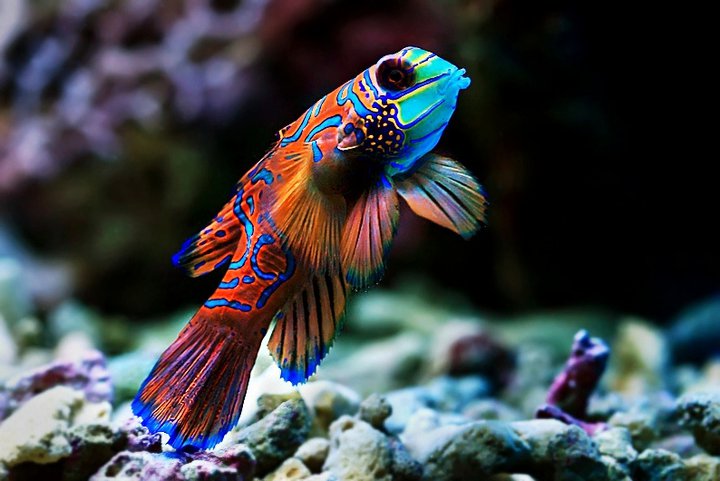 Exotic Marine Fishes