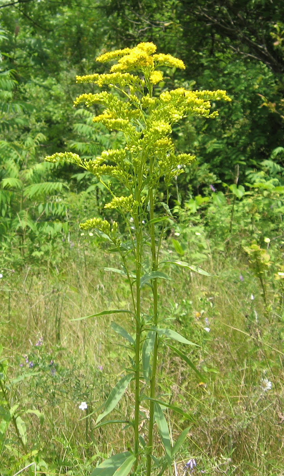 Tangled Web: Early Goldenrod (Solidago juncea)