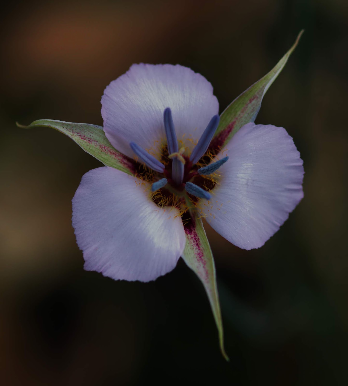 illahe Rare Bulbs: Calochortus invenustus
