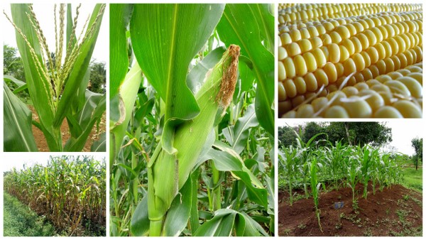 10 jenis serealia dan umbi-umbian - PR Sekolahku