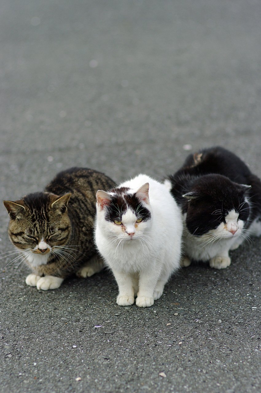 images | Amazing Cats Collection