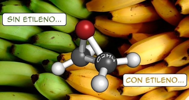 Que es el etileno y funciones