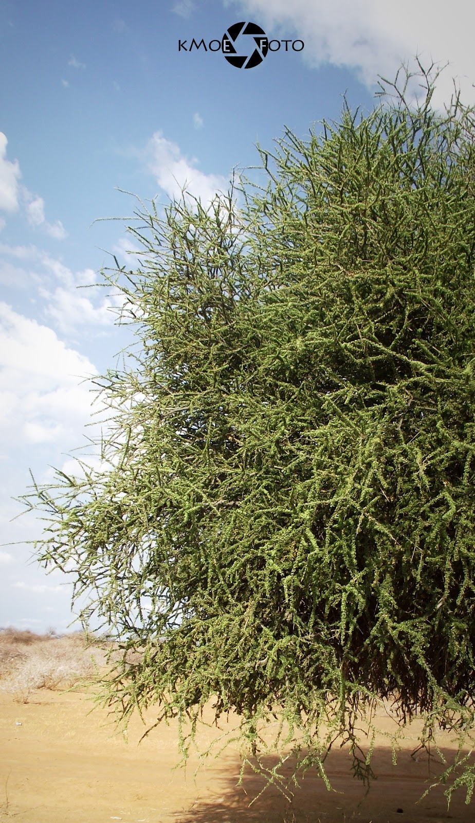 Mopipi o thuntse ~ kMoe Foto