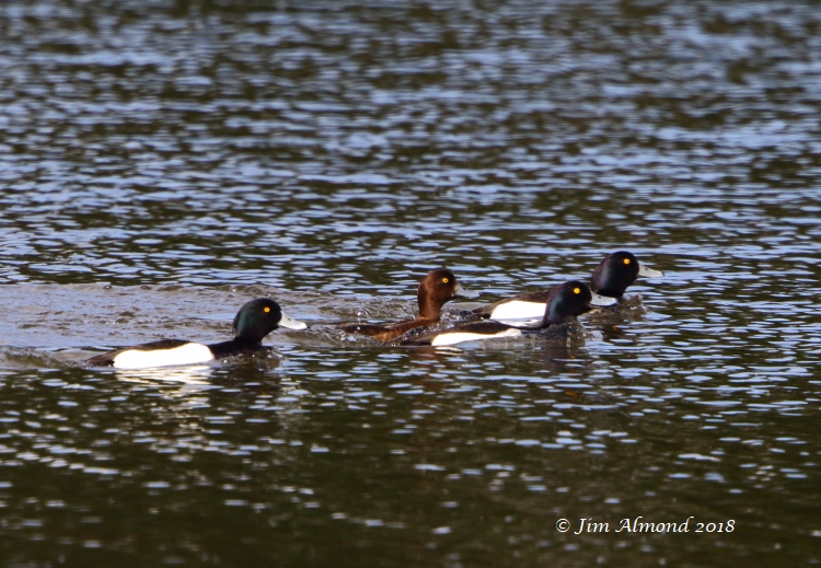 Shropshire Birder: Venus Pool - Tuftie display team