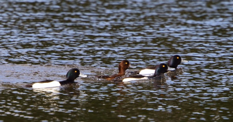 Shropshire Birder: Venus Pool - Tuftie display team