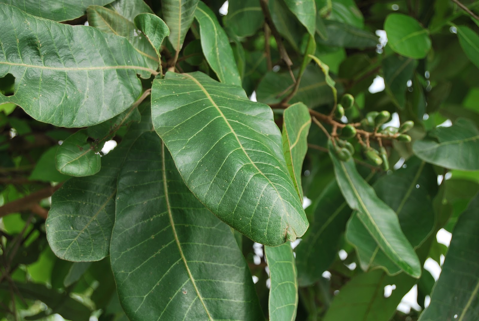 Semecarpus Anacardium - JungleKey.fr Image