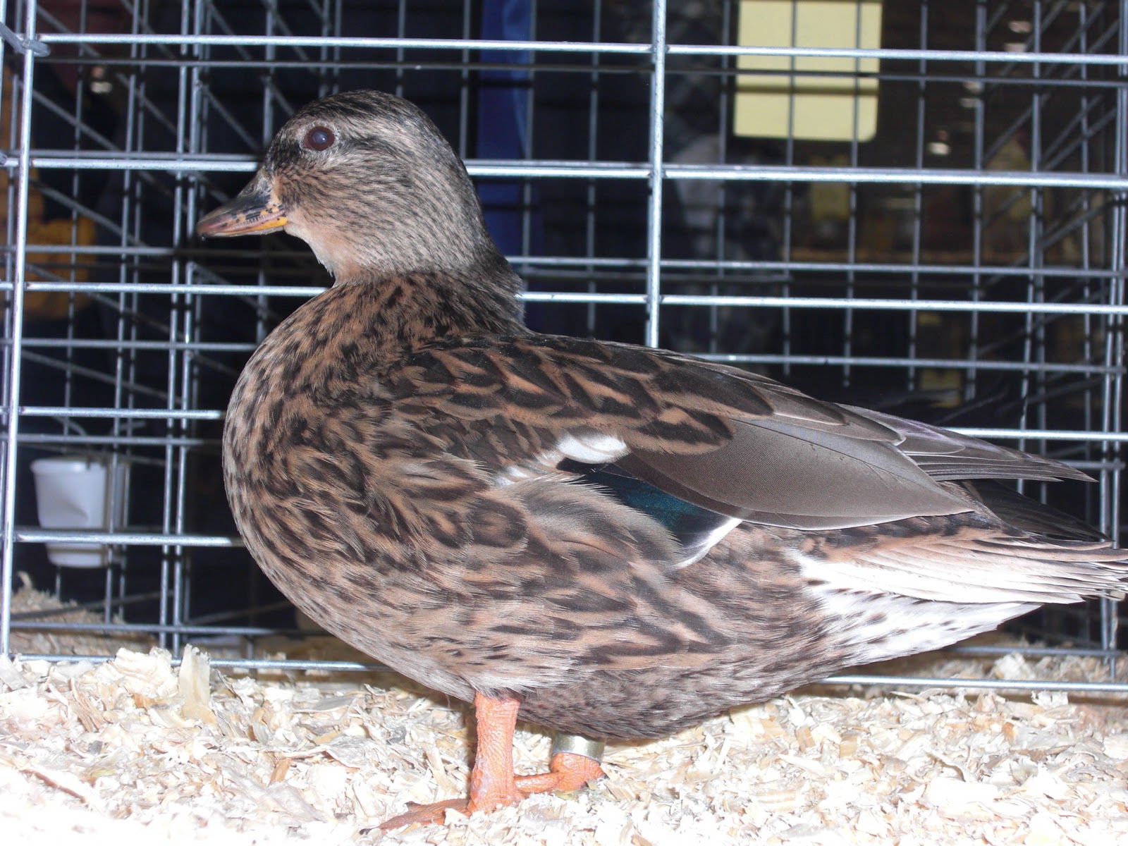 Crossroads of America Poultry Show: 10/30/11