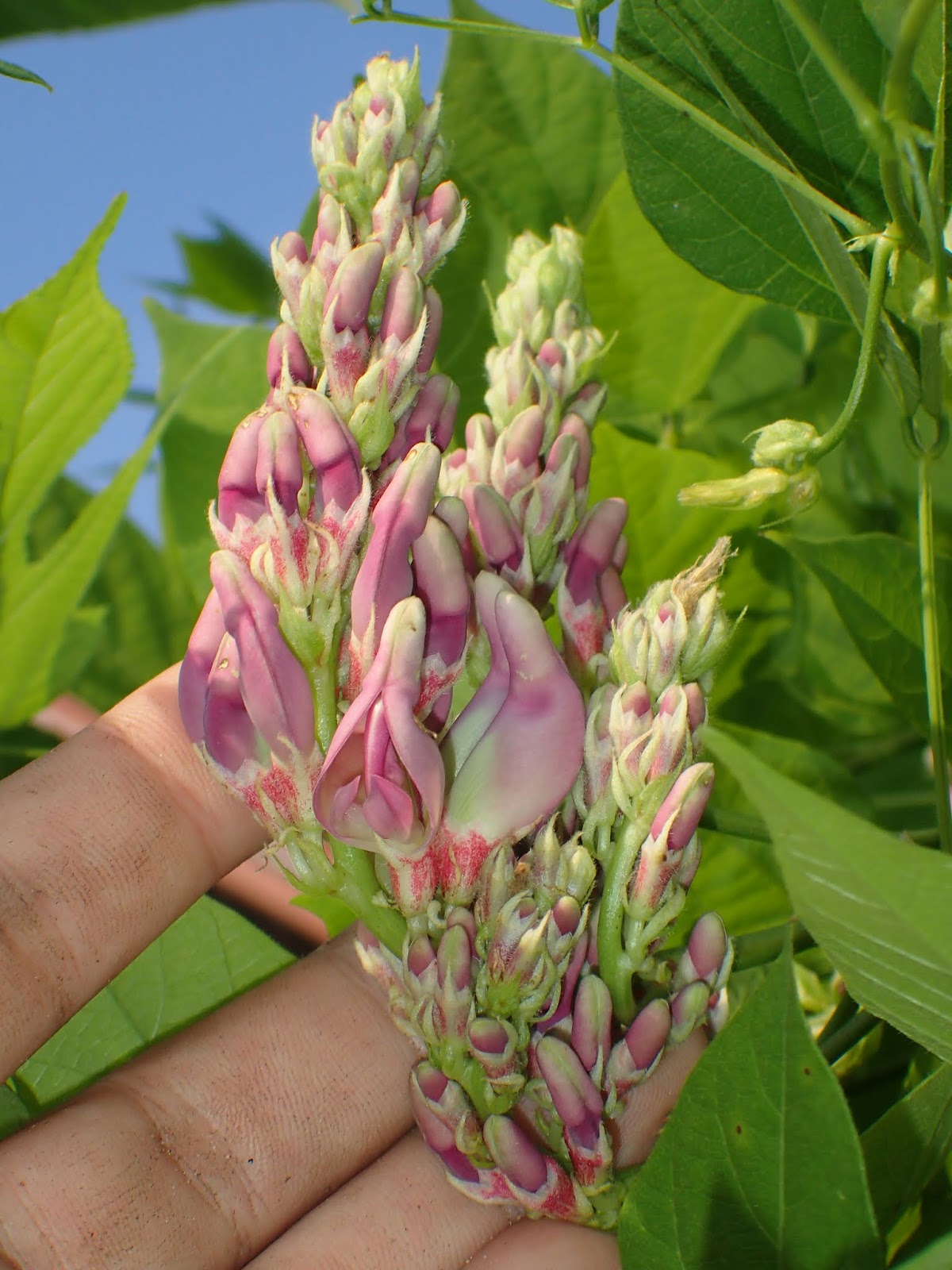 Scirpidiella's Plants: Groundnut species (Apios sp. div.) in flowers