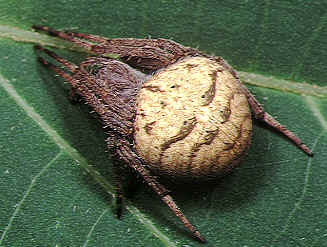 Catalogue of Organisms: The Monkey Orb of Asia