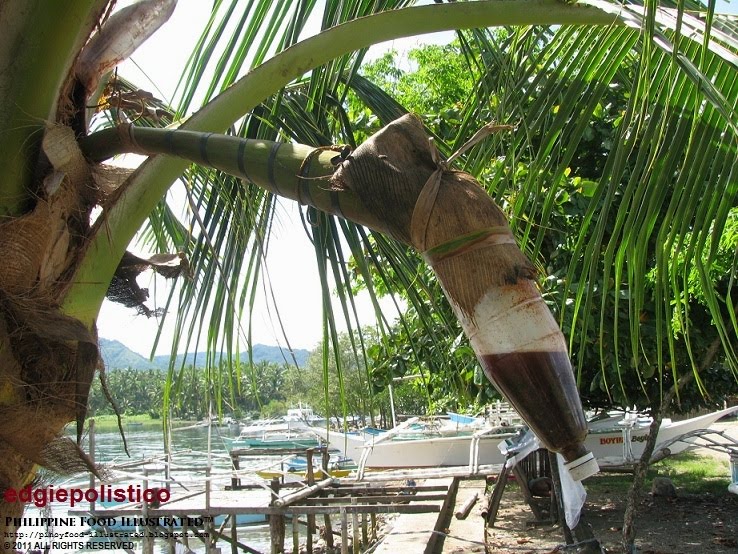 Philippine Food Illustrated: tuba (Visayan)