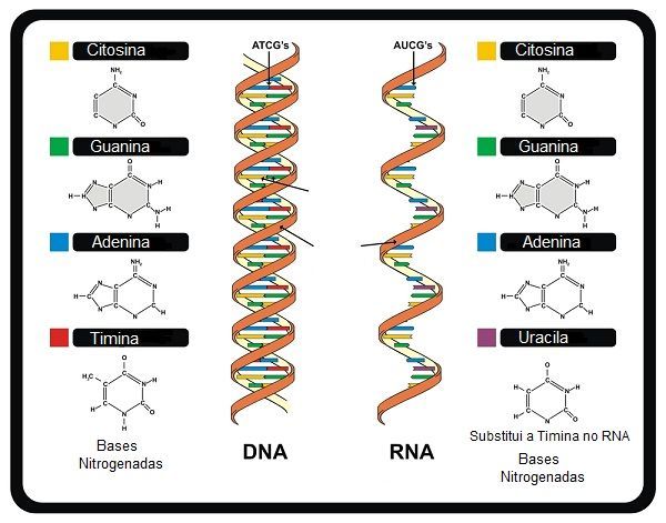 Os Ácidos Nucleicos - Análises Clínicas.com