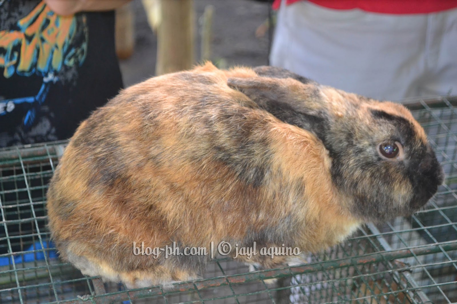 The Robby Rabbitry - Padre Garcia, Batangas | BLOG-PH.com — Top ...