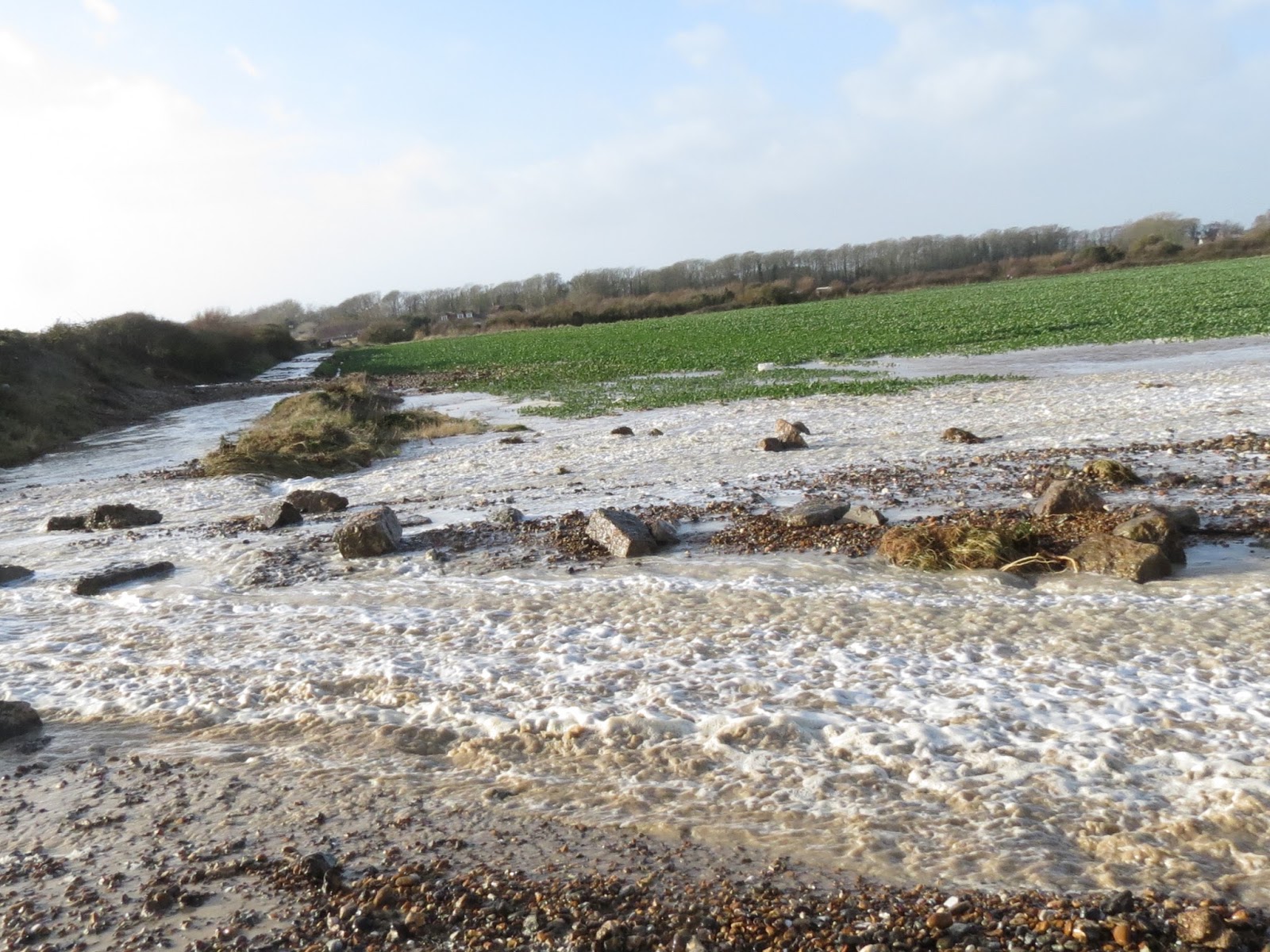 The Birds of Climping Gap & Lower Arun Valley