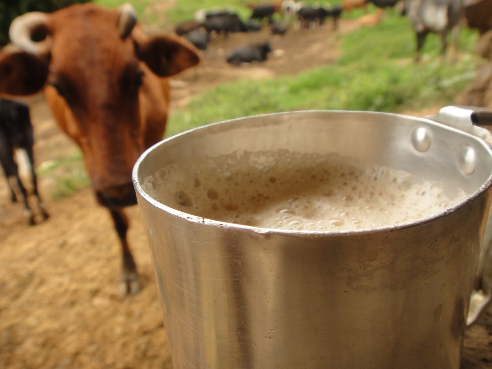 Leite puro da fazenda
