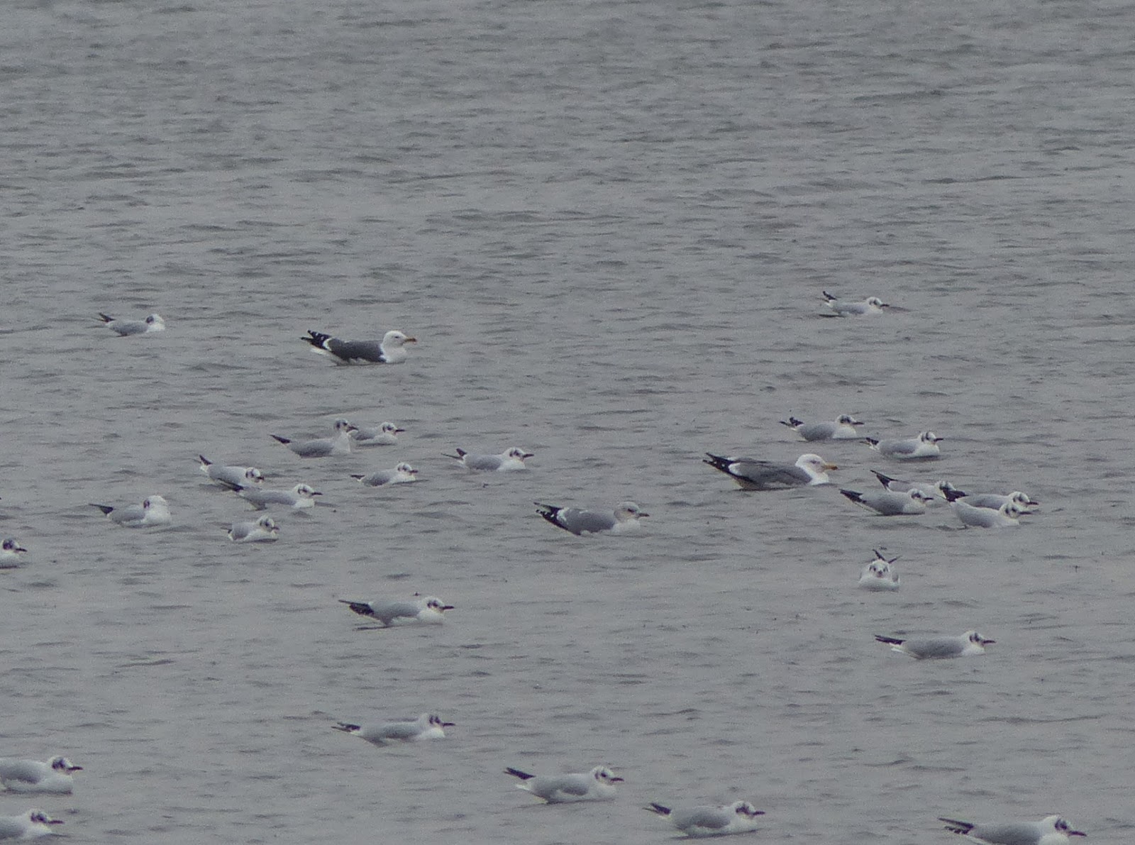 A Field Notebook: Watching the Pennington Flash gull roost