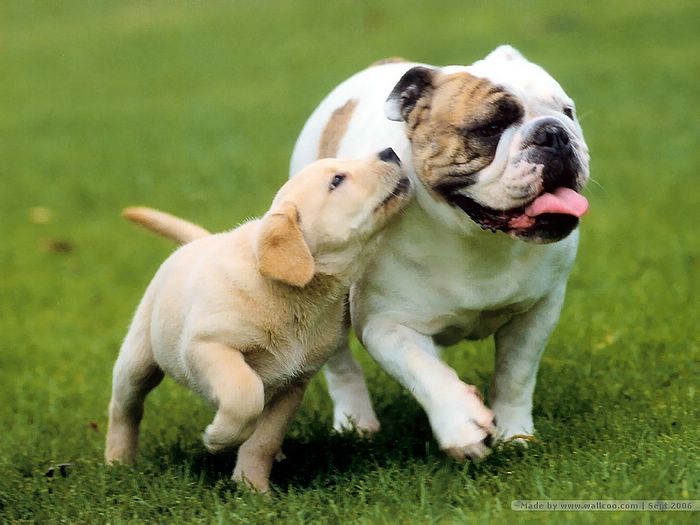 All photos gallery: Dogs, dogs breeds, breeds of dogs, dogs 101, dog ... All photos gallery: Dogs, dogs breeds, breeds of dogs, dogs 101, dog ...