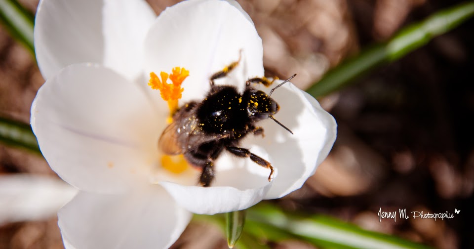 Jenny M. Photographie photographe mariage bébé portrait vendée 85 La ...