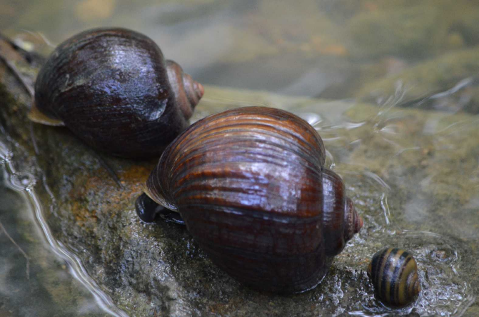 The Black River Conchs Lime