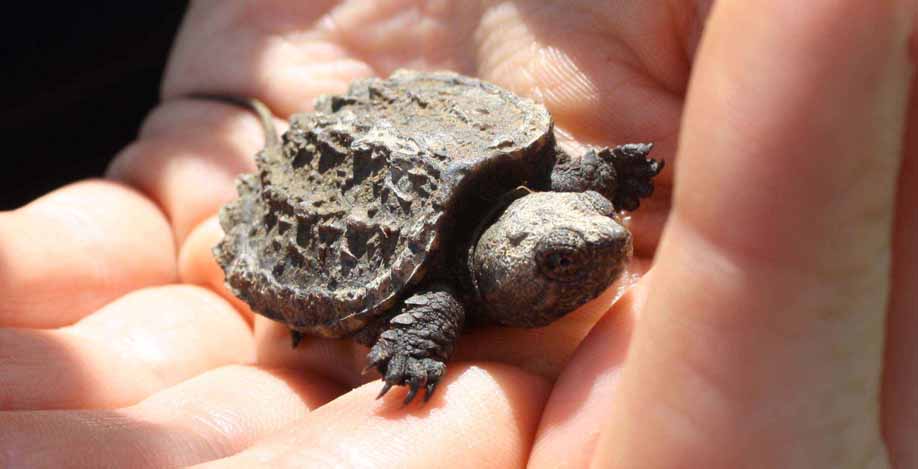 Sci/Why: Giving Turtles a Helping Hand