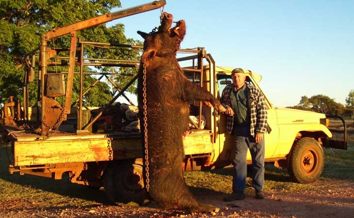 Magical Gains: The Eurymanthian boar