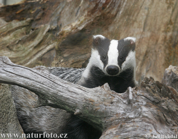 ösvényvándor: a borz