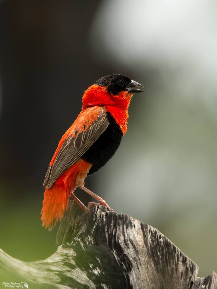 BIRDS & DAFFODILS: NORTHERN RED BISHOP ~ SOUTHERN EUROPE & USA