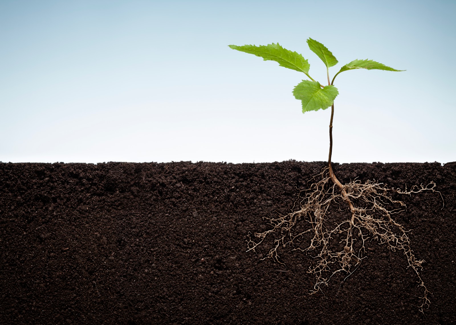 #SoilMatters: Spring Root-flush