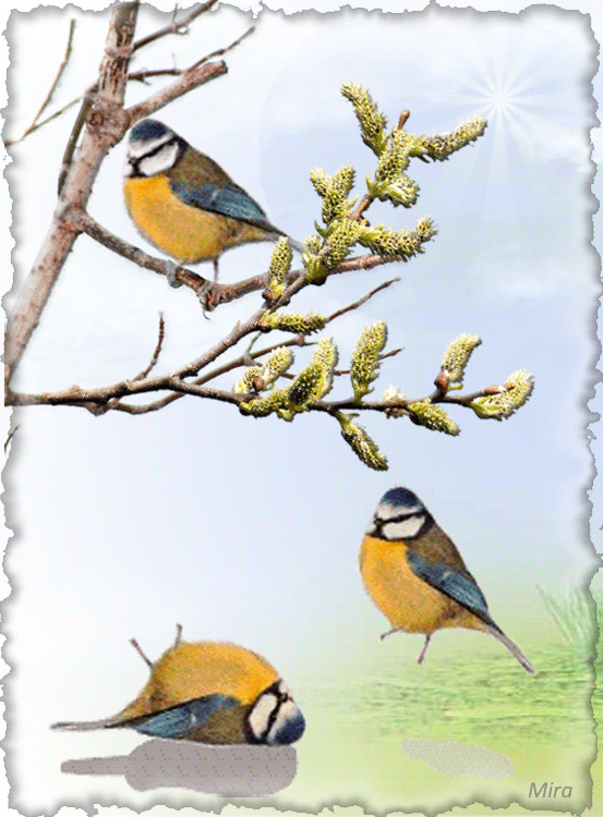 Wiosna: Animowane gify i obrazki - ptaki wiosną