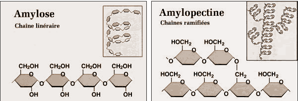 Amido Resistente, O Que é? - JunkFood Unmask