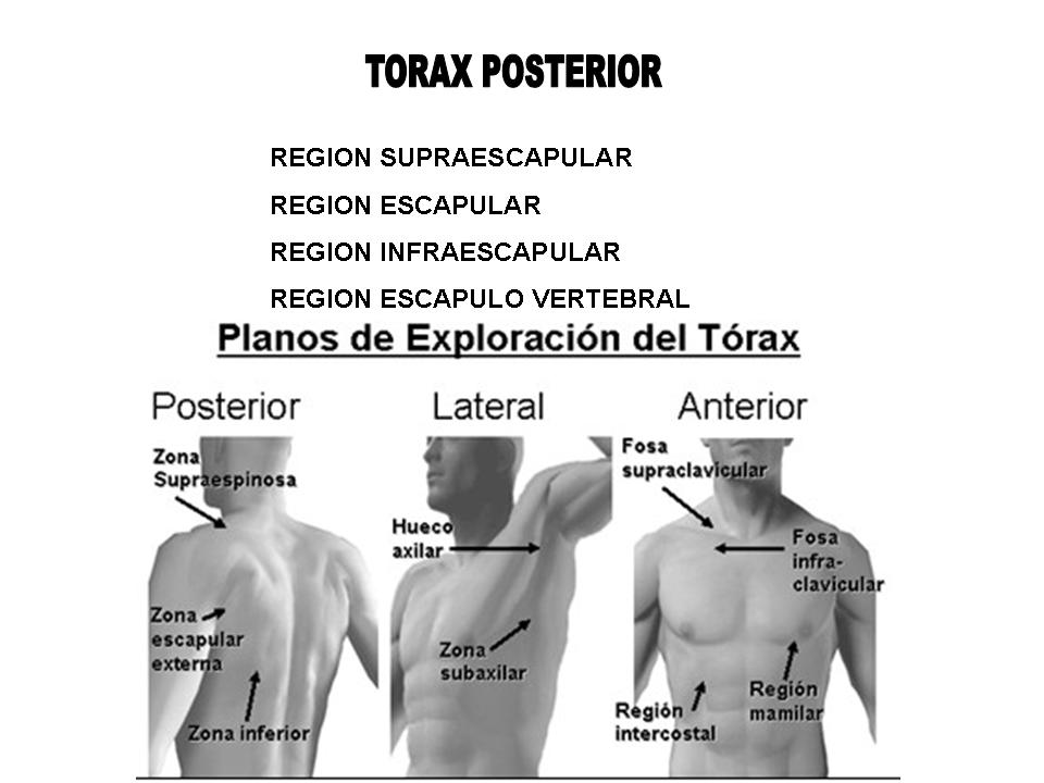 CONOCIMIENTOS BÁSICOS - NURSING: DIVISION TOPOGRAFICA DEL TORAX