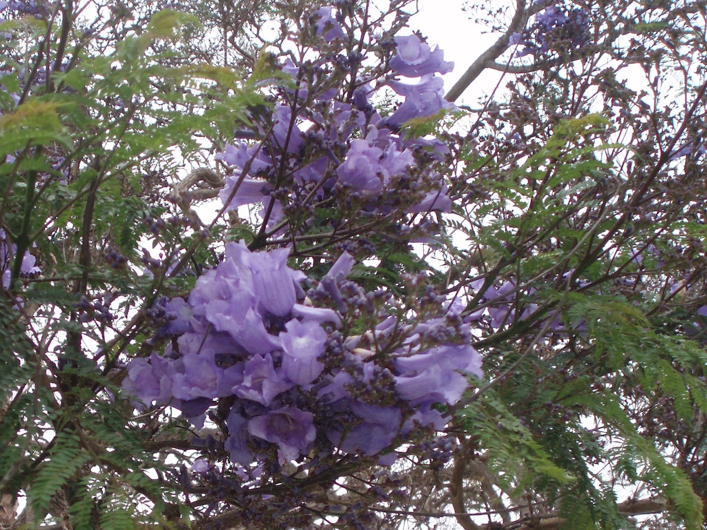 Mae's Food Blog: "Jacaranda" -- a Favorite Word