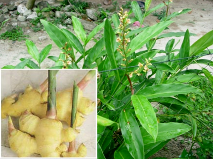 ALAM TUMBUHAN: KELUARGA HALIA / LENGKUASIA (Zingiberaceae family)
