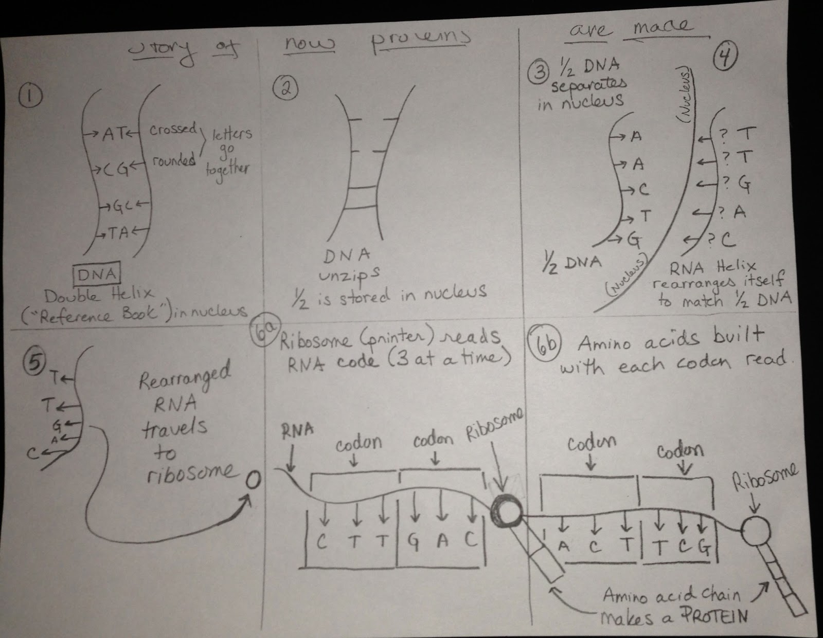 Mrs. Reed's Science Class : DNA/Genetics
