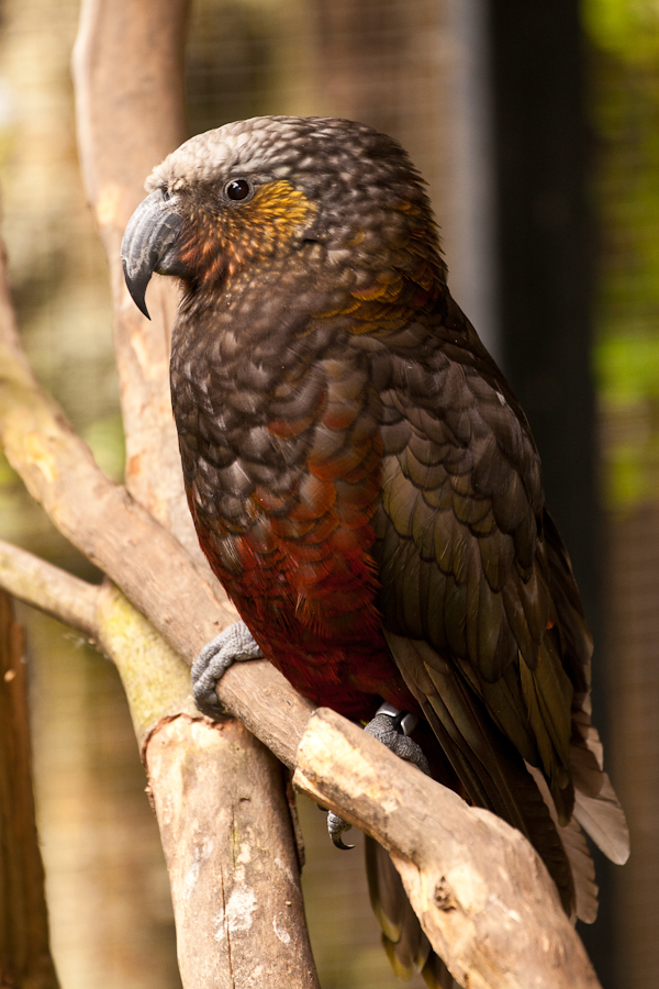 What Karen Sees: New Zealand Birds