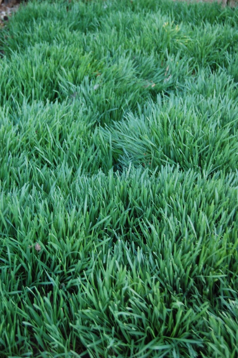 Texas Rebel Girl: Grow Your Own Wheatgrass Patch