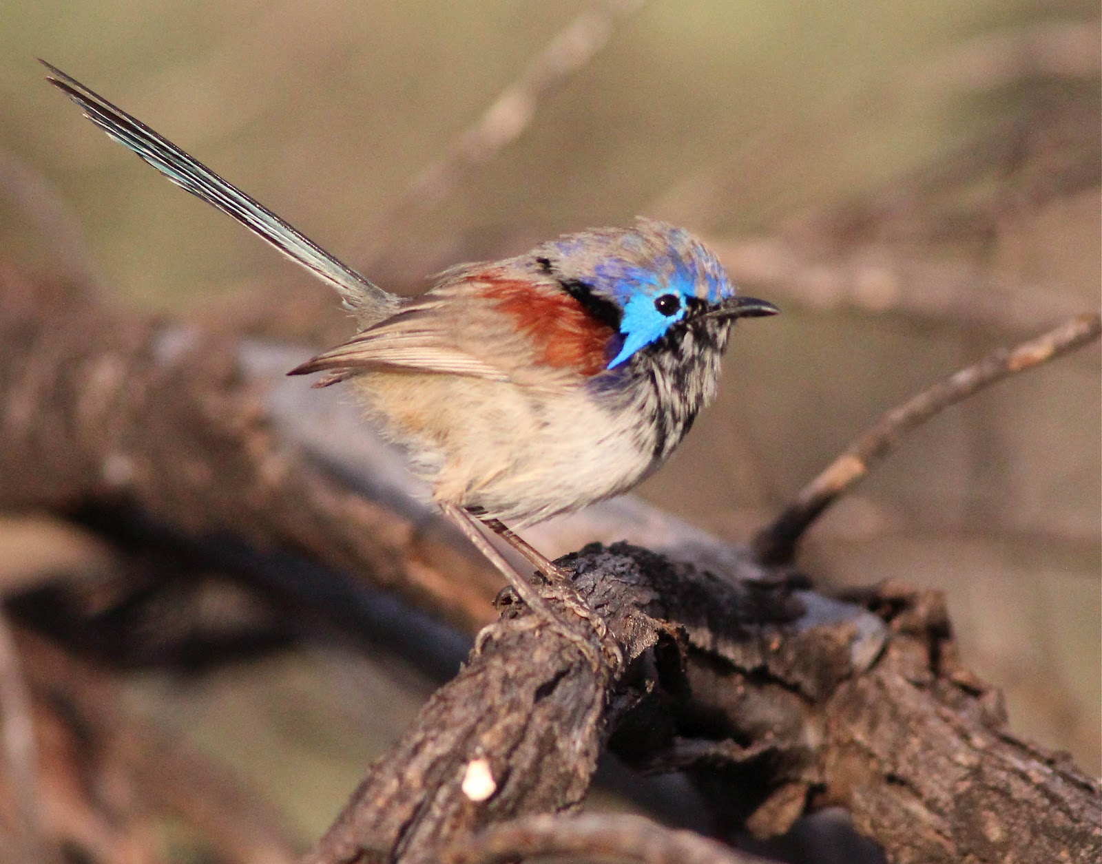 garden delights: World Bird Wednesday - More Dry-land Birds
