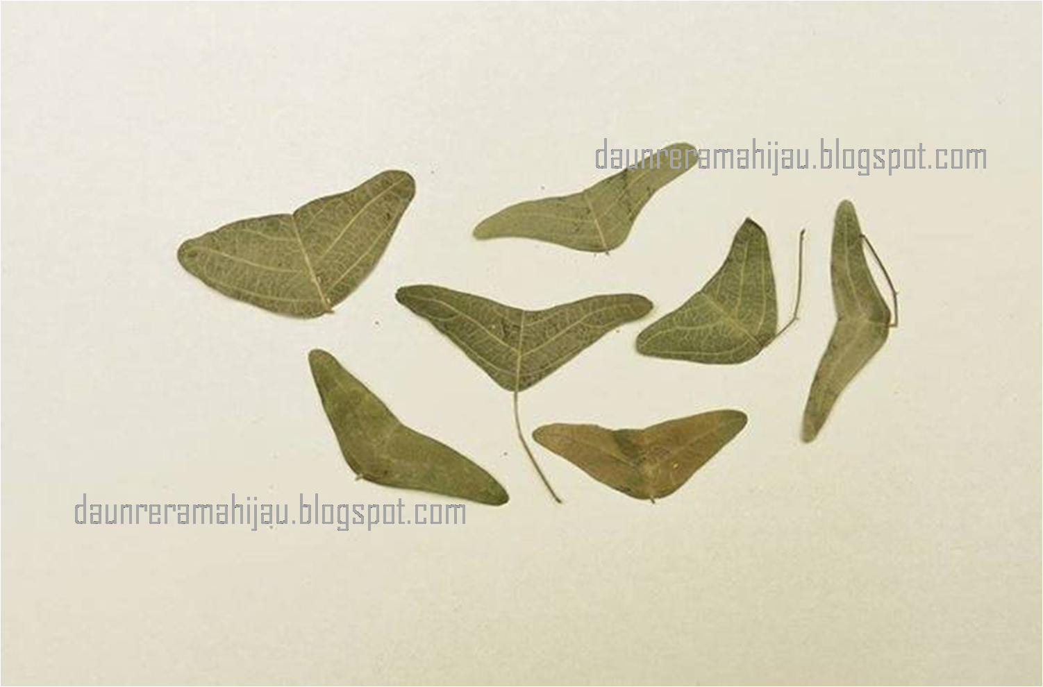 BAGAIMANA TEH RERAMA DIHASILKAN?