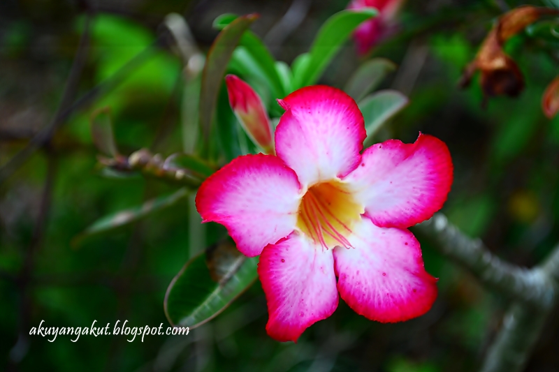 FotoBlog Aku: Lagi foto bunga-bunga merah cantik.... Huh!