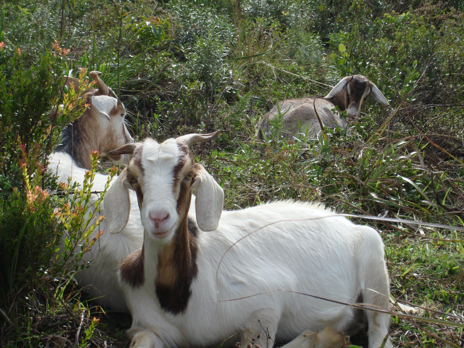 Um Dia no Campo e Outro na Cidade: junho 2011