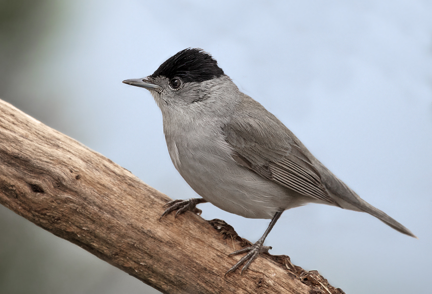 Ottar`s fotoblogg, fugler dyr og natur: Munken er tilbake!