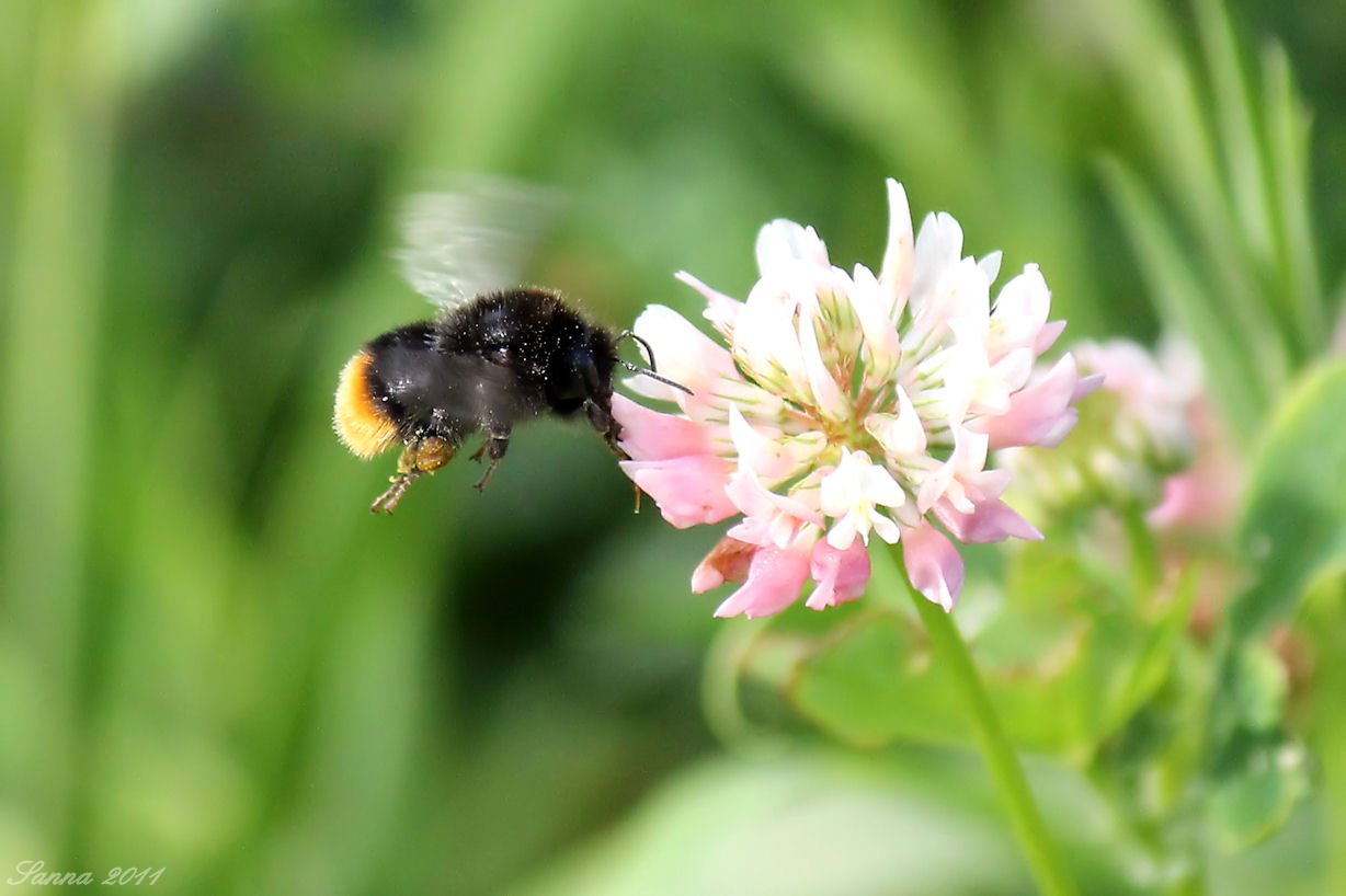 Mina foton ~~ My photos: Gräshumla (Bombus ruderarius) Red-shanked ...
