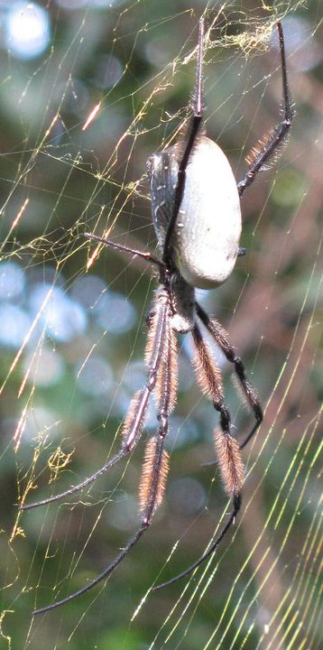 Kenyan Spiders: GOLDEN ORB WEB SPIDERS - Family Nephilidae