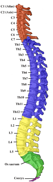 Rotated L5 Vertebrae ~ Living with Ehlers Danlos Syndrome
