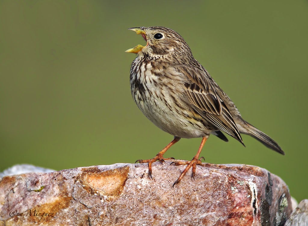 NATURANAFOTOS: Triguero